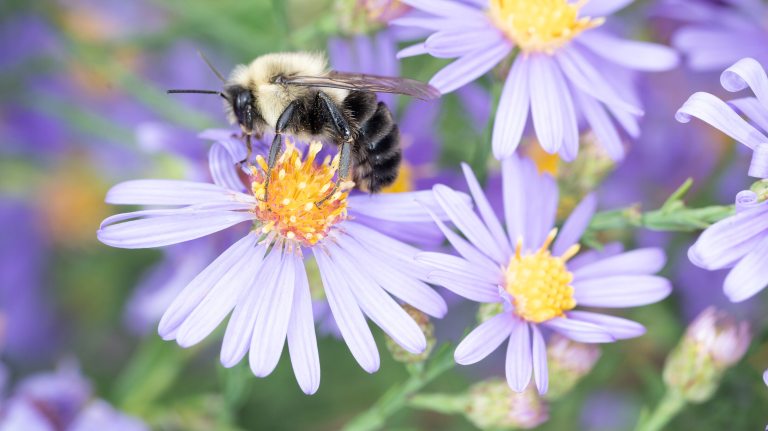 Family Workshop: All About Bees | Longwood Gardens